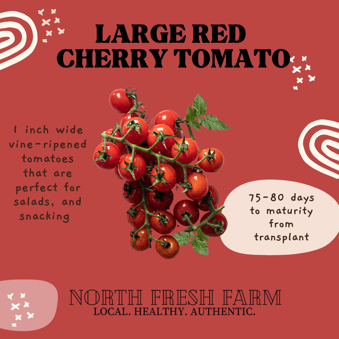 Large Red Cherry Tomato - Garden Seed | Growing Fruition