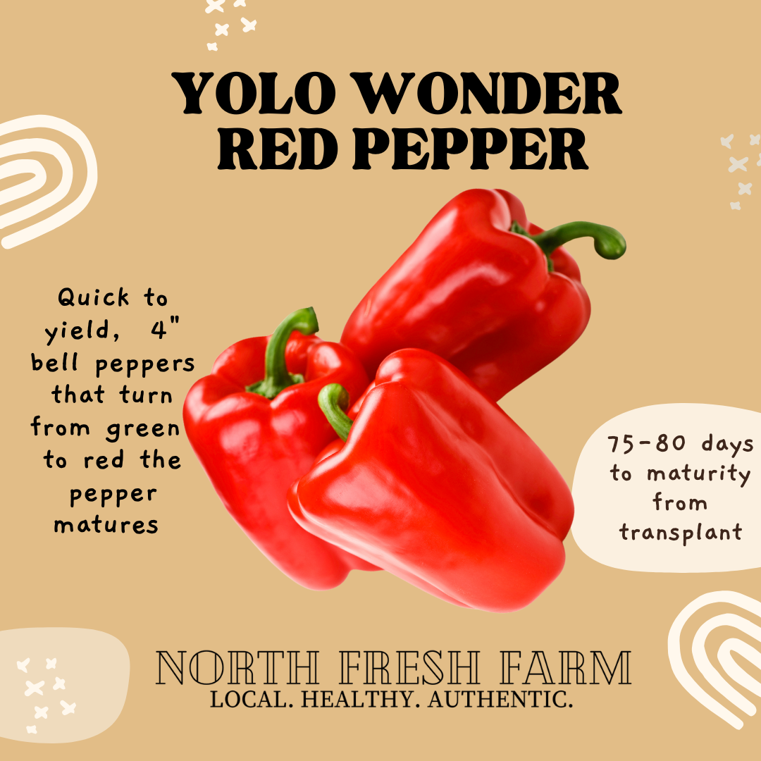 Yolo Wonder Red Pepper - Garden Seed | Growing Fruition