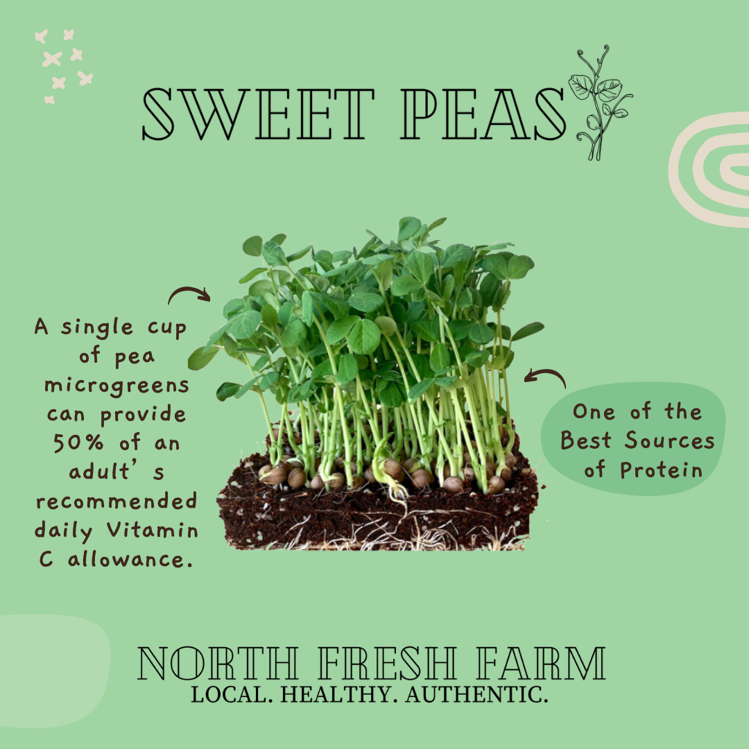 Sweet Pea Microgreen Seeds | Growing Fruition