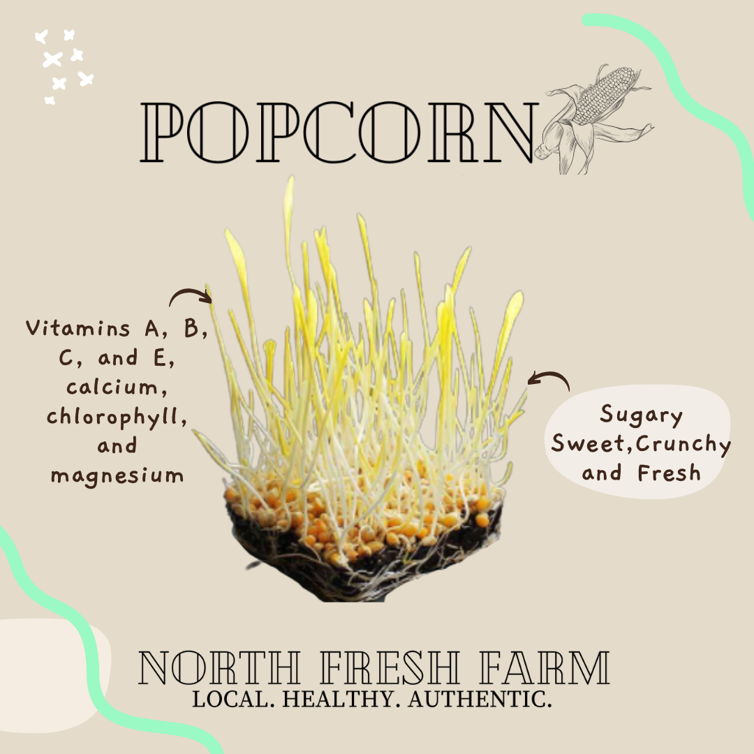 Popcorn Microgreen Seeds | Growing Fruition