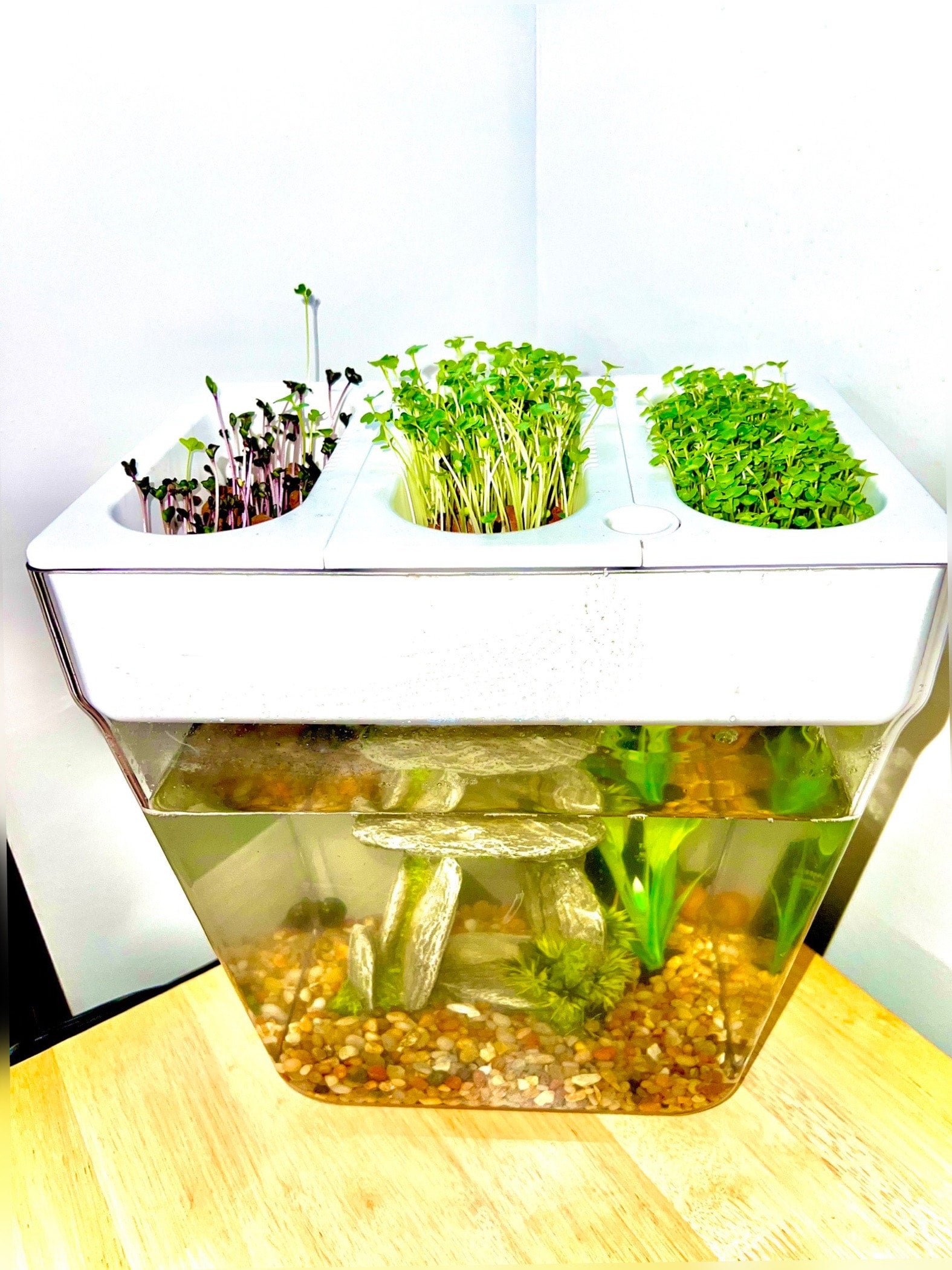 Aquaponic Microgreens Grow System | Growing Fruition